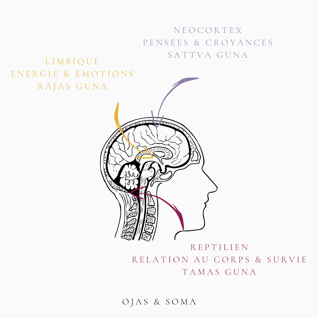 La théorie du cerveau triunique et les gunas